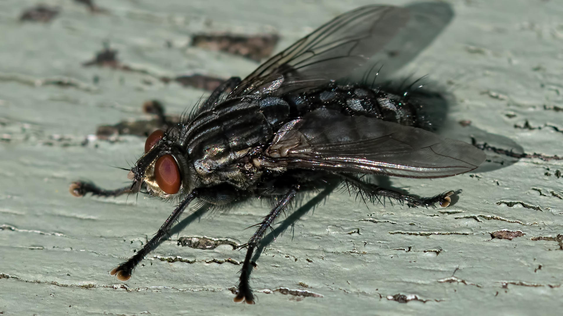 Fight Back Against Flies With ClariFly - Northside Elevator serves ...