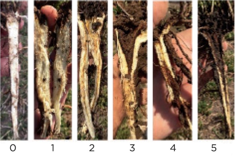 Exploring Options For Replanting Winterkilled Alfalfa - Northside ...