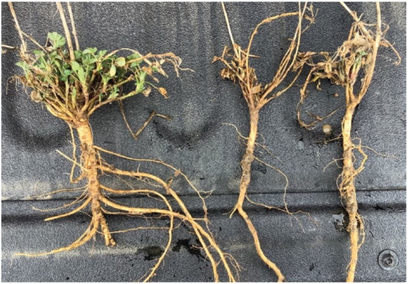 Exploring Options For Replanting Winterkilled Alfalfa - Northside ...