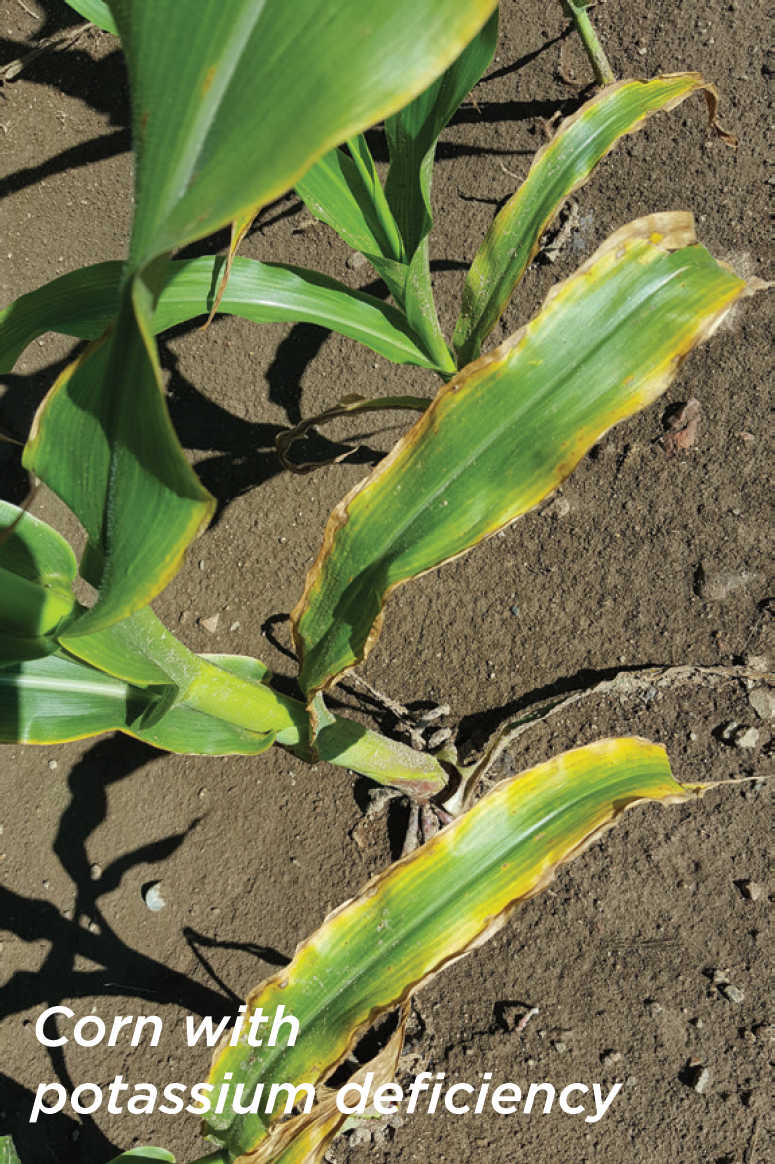 Consistent Field Application Of Specific Nutrients Improves ...