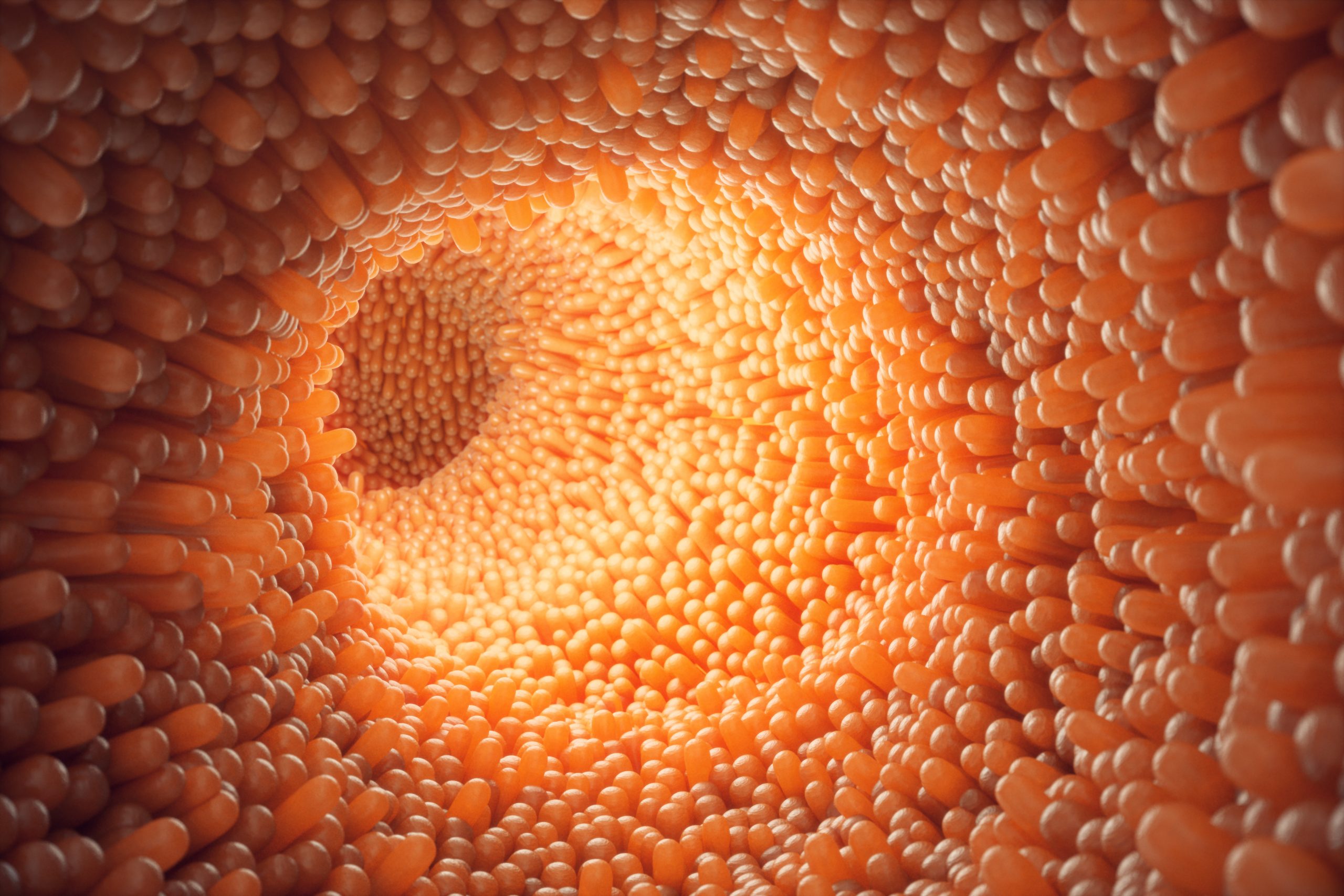 How The Rumen Epithelium Is The First Line Of Defense For Gut Health